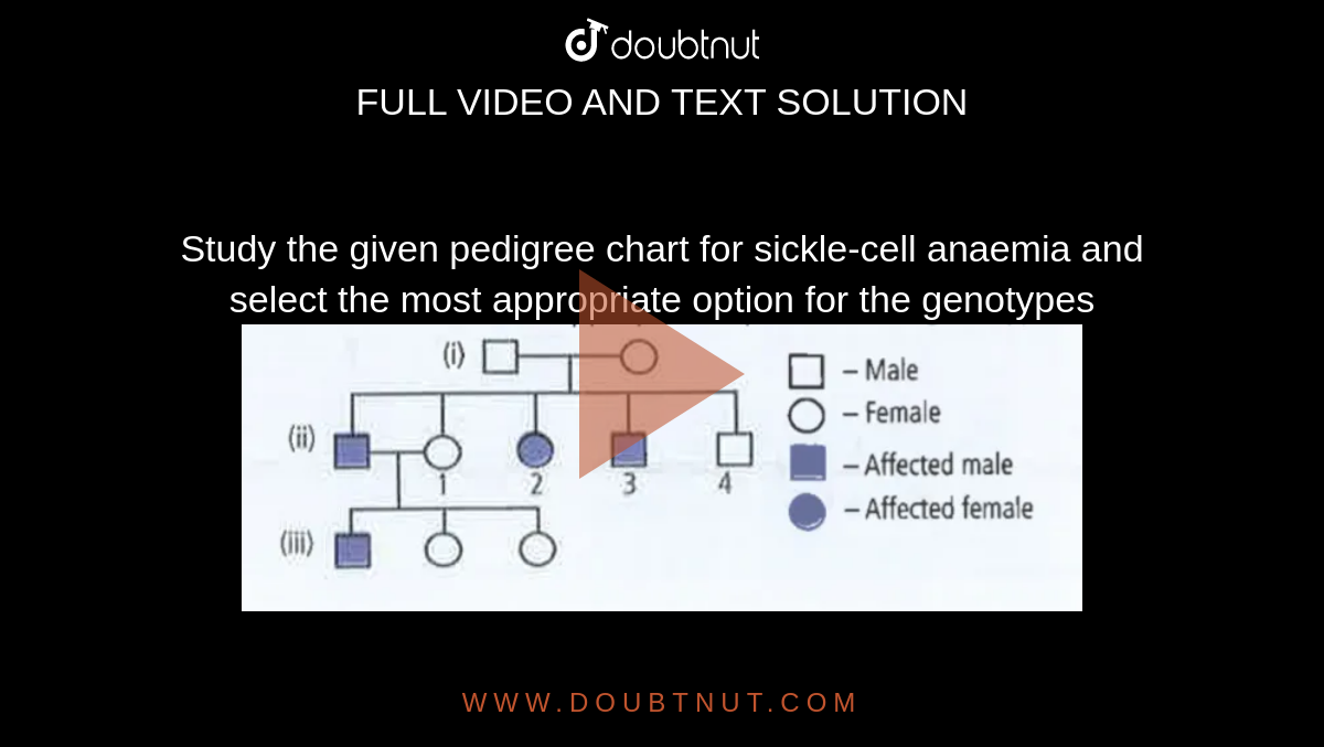 Sickle Cell Anemia Pedigree With Genotypes