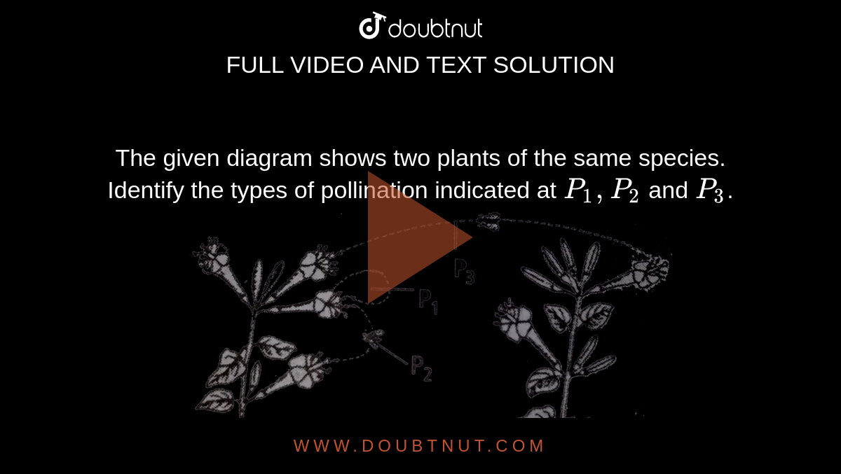 {:(P(1),P(2),P(3)),("Autogamy","Geitonogamy","Xenogamy"):}