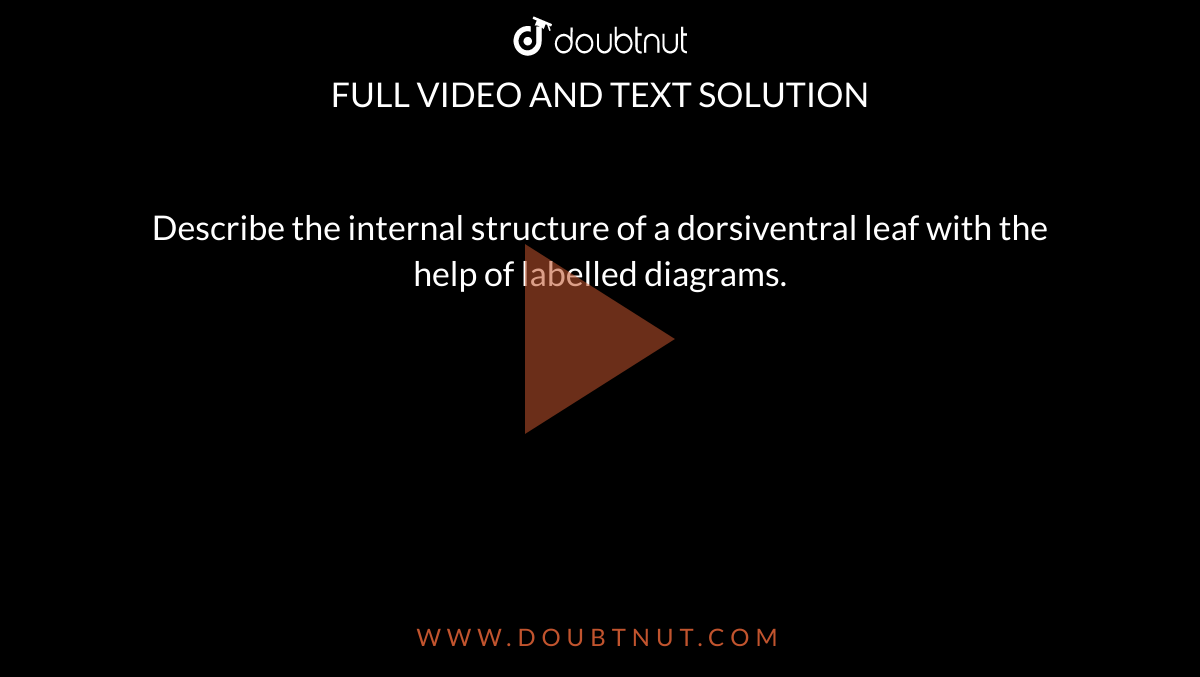 describe-the-internal-structure-of-a-dorsiventral-leaf-with-the-help-o