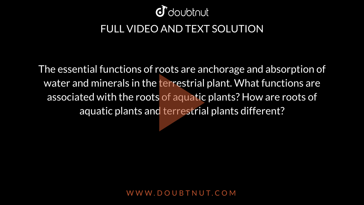 The essential functions of roots are anchorage and absorption of water