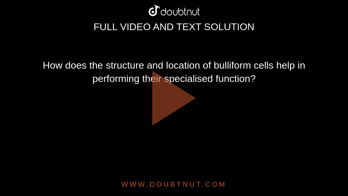 How does the structure and location of bulliform cells help in perform