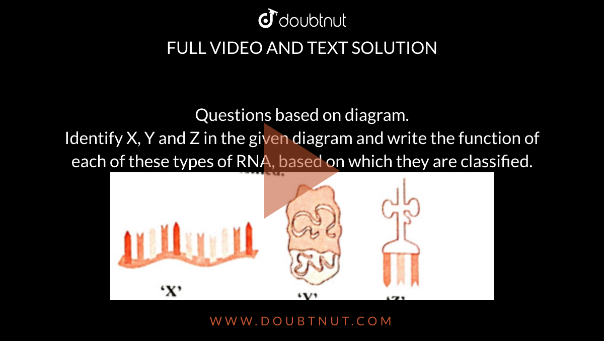 Questions based on diagram. Identify X, Y and Z in the given diagram Questions based on diagram. Identify X, Y and Z in the given diagram