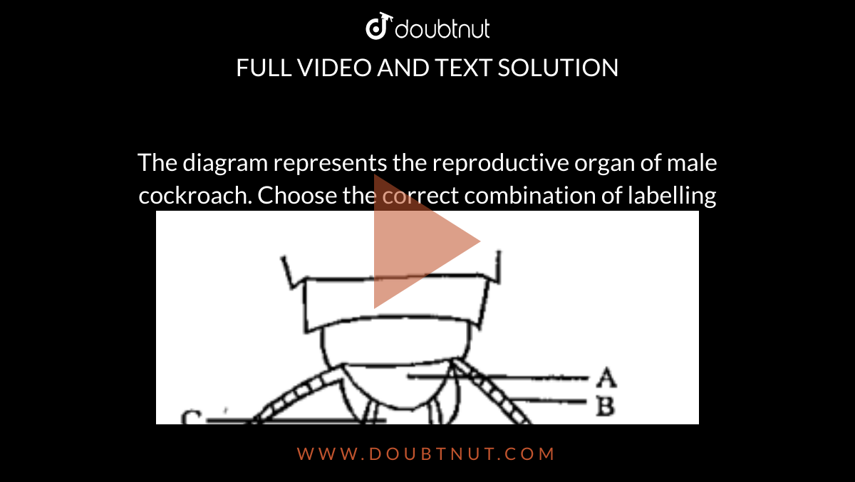 The diagram represents the reproductive organ of male cockroach. Choos