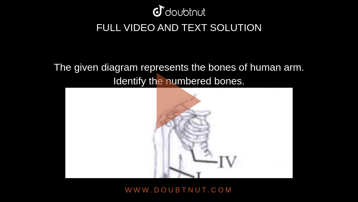 The given diagram represents the bones of human arm. Identify the numb
